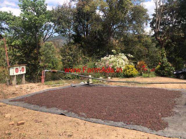 Small multi crop plantation for sale at Chikmagalur. Chikmagalur ...