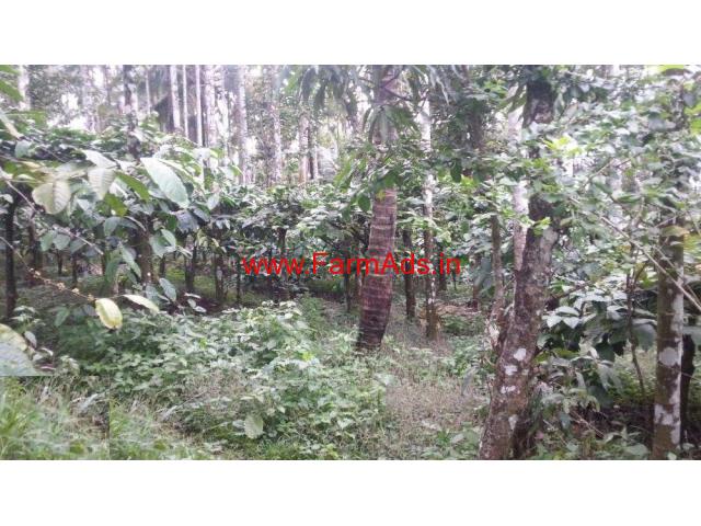 20 cents plain land for sale near Kenichira Wayanad - FarmAds.in