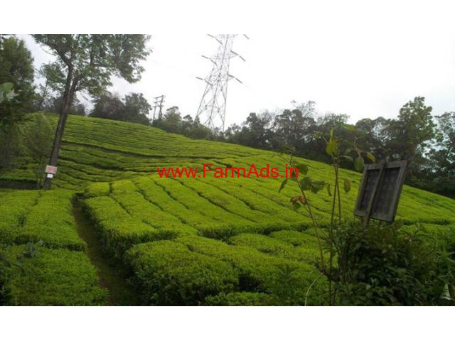 537 Acres Tea Estate with Tea Factory for sale near Ooty Ooty ...