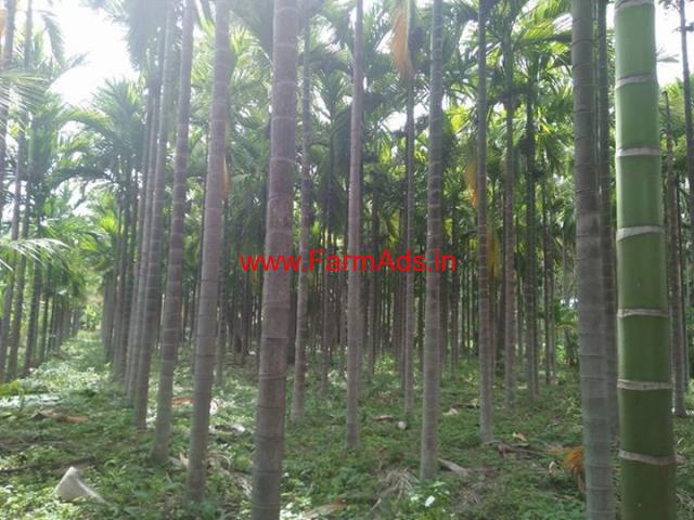 2 Acre Adake thota, Areca Farm land for sale Koratagere town Koratagere ...