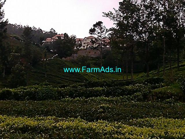 1.90 Acres Tea Estate for Sale at Thumminitty,Doddabetta Kotagiri ...
