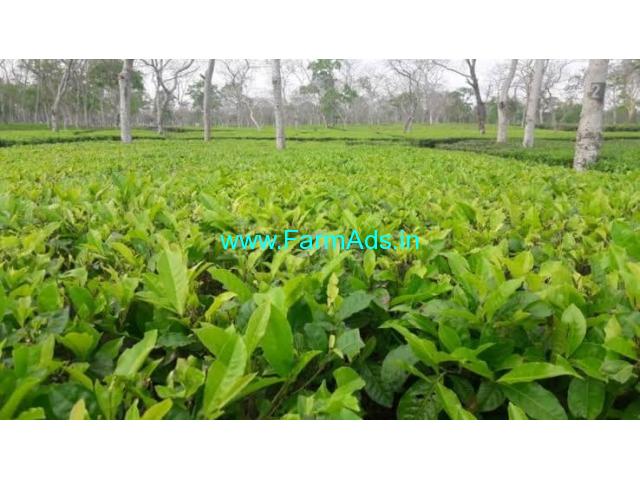 1746 Acres Tea Estate For Sale in Vagamon Idukki - FarmAds.in