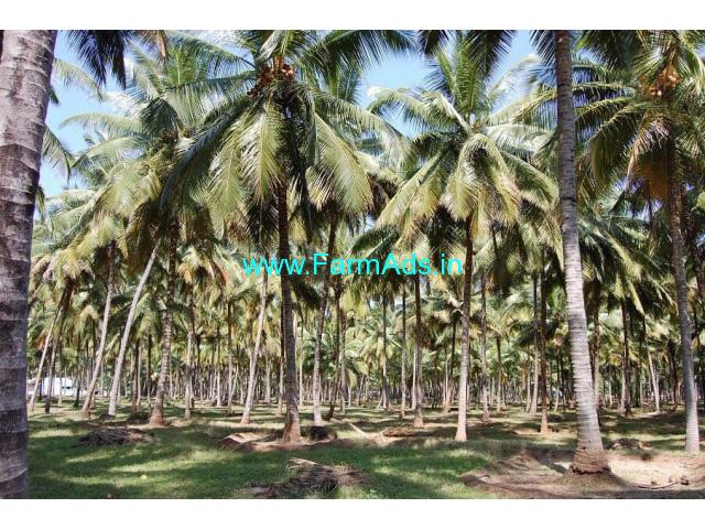 18 acer coconut farm sale near to topslip road. POLLACHI sathumadai ...