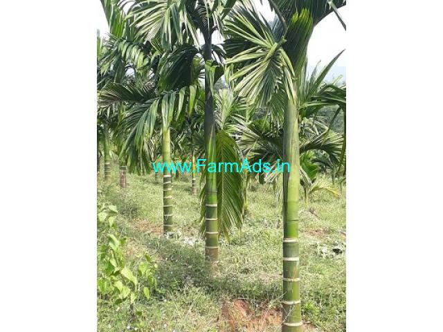 13 Acres Arecanut,coconut plantation for Sale near Belthangady ...