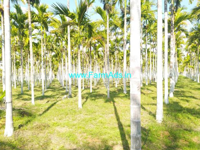 8.20 Acres maintained Areca plantation sale for in sira Town. Sira ...