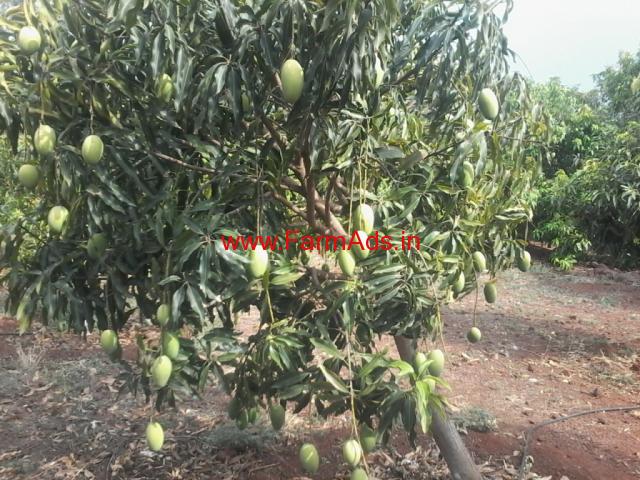 Almost free - Malbar Neem Farms for sale Tandur-Zaheerabad Rd. Tandur ...