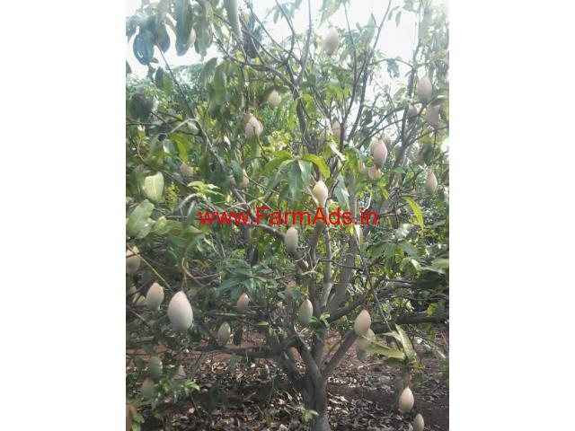 Almost free - Malbar Neem Farms for sale Tandur-Zaheerabad Rd. Tandur ...