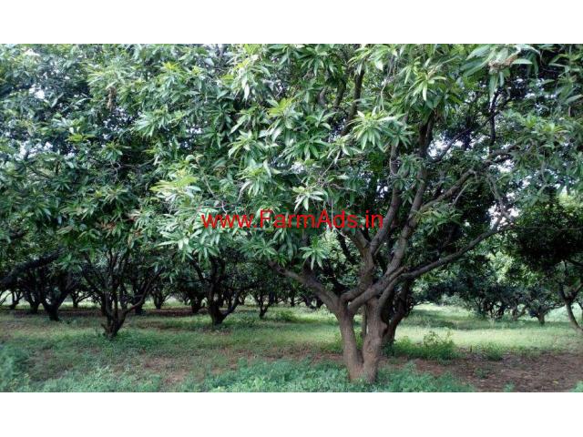 4 Acres Mango Farm for sale at Kothapalli - Wardhannapet - Warangal ...