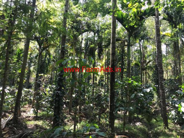 3.28 acres multi crop plantation for sale at Chikmagalur Chikmagalur ...